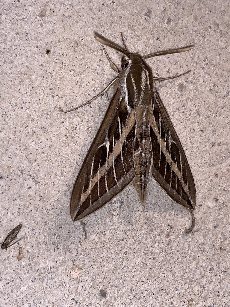 White-lined Sphinx from Clear Creek Cir, Boerne, TX, US on July 16 ...