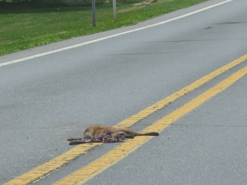Red Fox from Berks County, PA, USA on July 08, 2022 at 02:10 PM by ...
