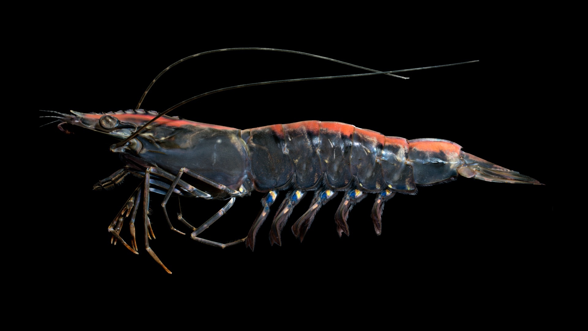 Penaeus monodon Fabricius, 1798