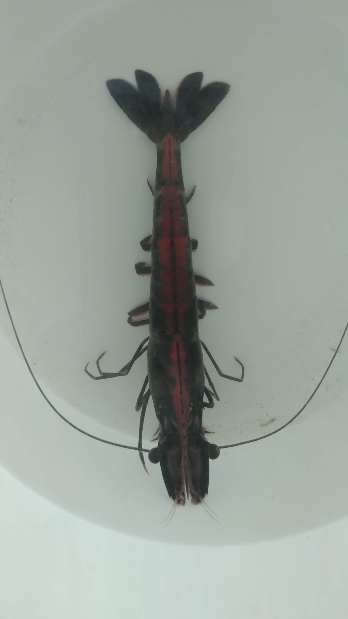 Penaeus monodon Fabricius, 1798