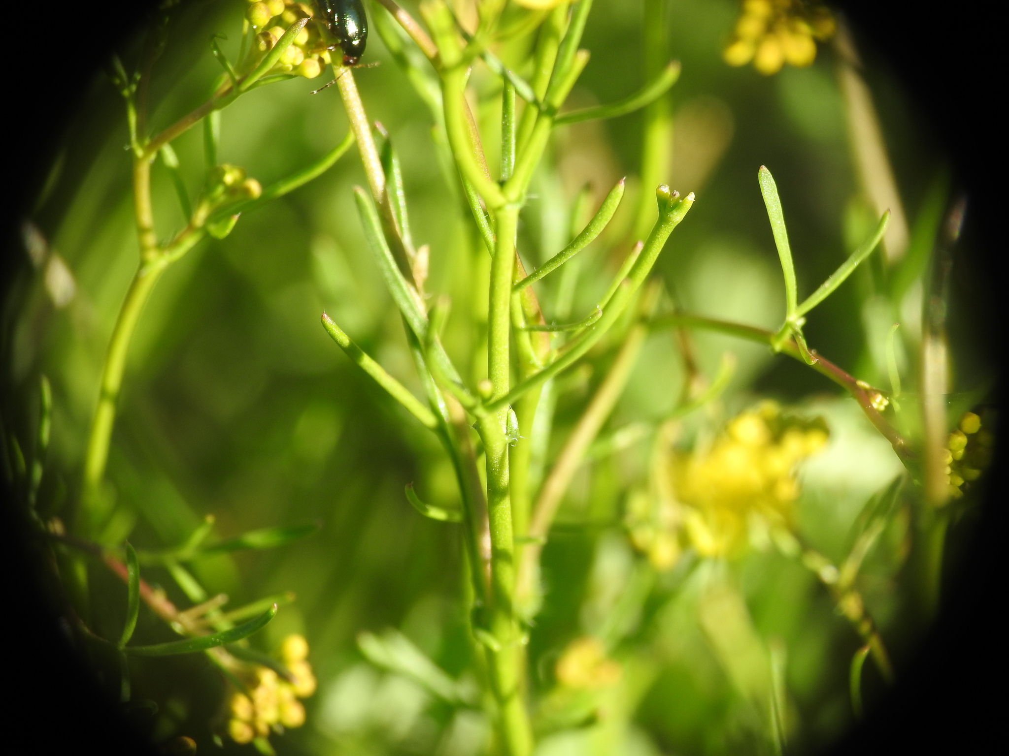 Rorippa pyrenaica (L.) Rchb.