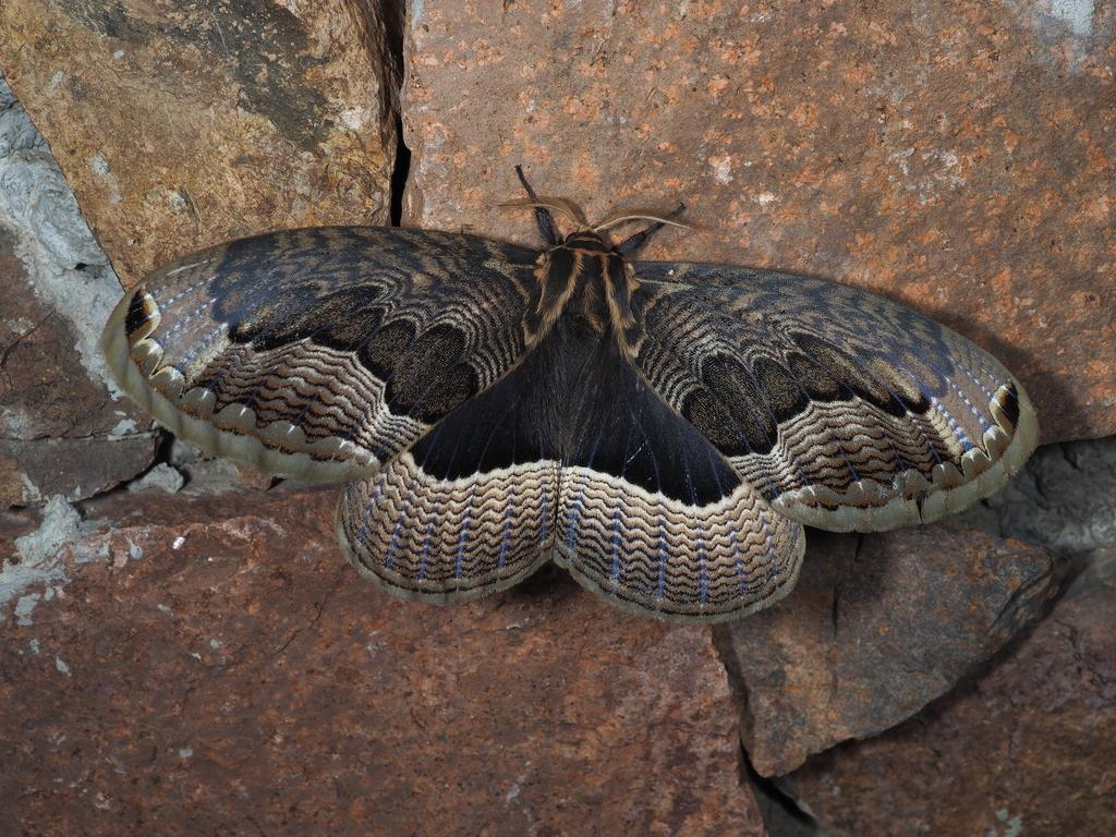 Sino-Korean Owl Moth from 中國北京市密雲縣花園村 邮政编码: 101506 on July 23, 2018 at ...
