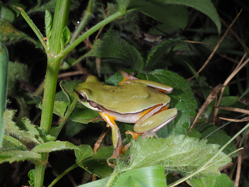 Holarctic Treefrogs from 中國廣西壯族自治區崇左市扶綏縣 on April 23, 2018 at 09:43 PM ...