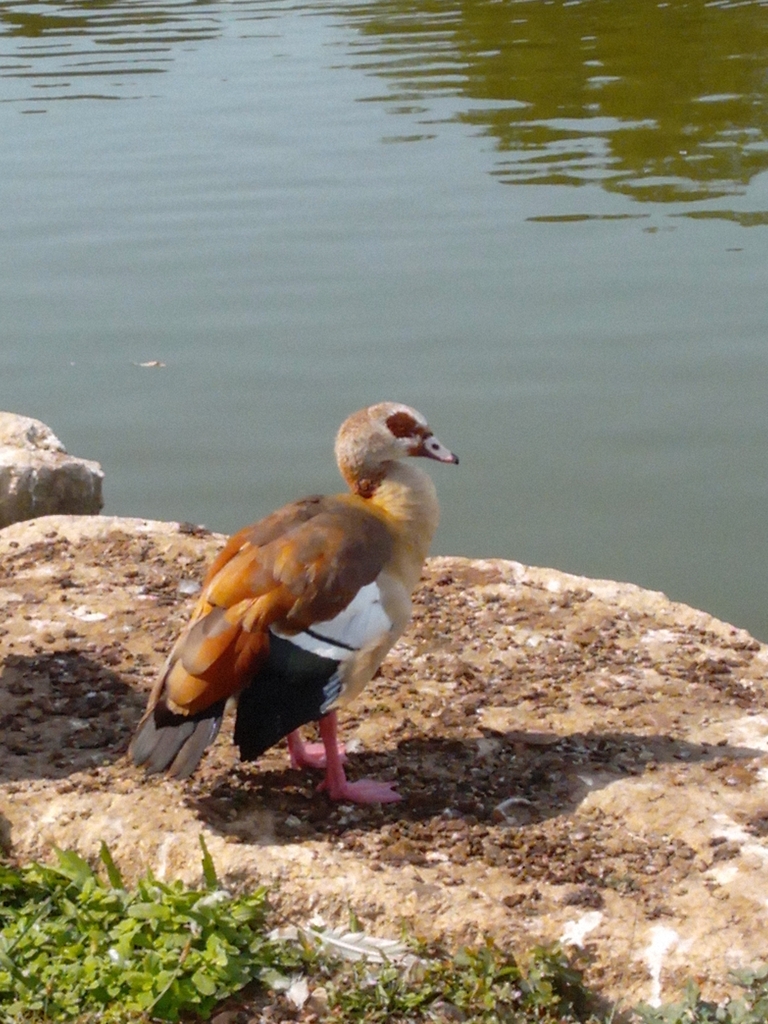 Egyptian Goose from Aldoar, Porto, Portugal on July 16, 2022 at 04:36 ...