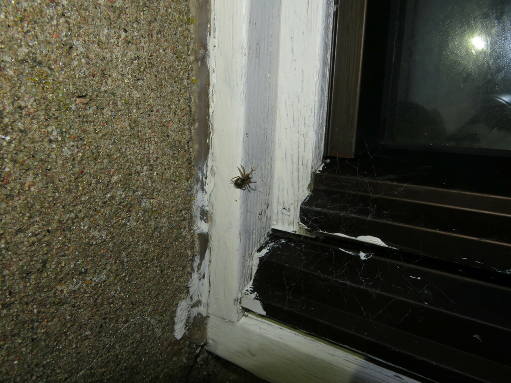 Lace-Weaver Spider in July 2022 by Adam Fraser · iNaturalist United Kingdom