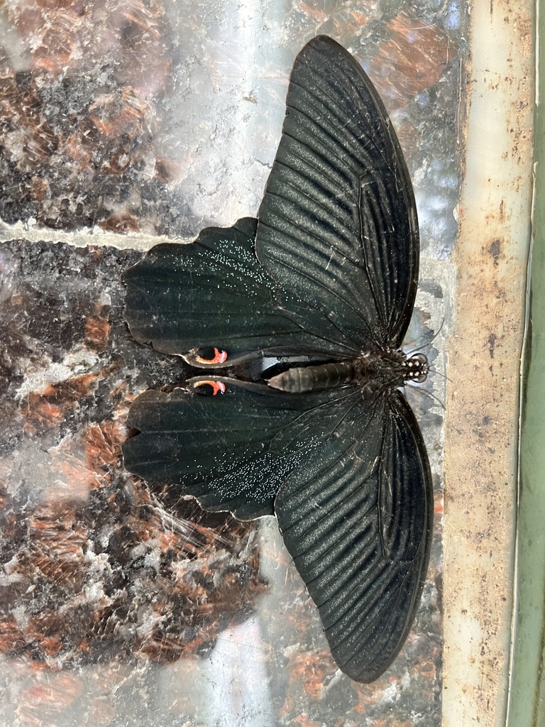 Spangle Swallowtail from 上林县, 南宁市, 广西壮族自治区, CN on July 12, 2022 at 07: ...