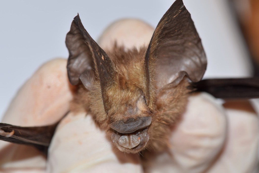 Jones's roundleaf bat in March 2018 by Marat Makenov · iNaturalist