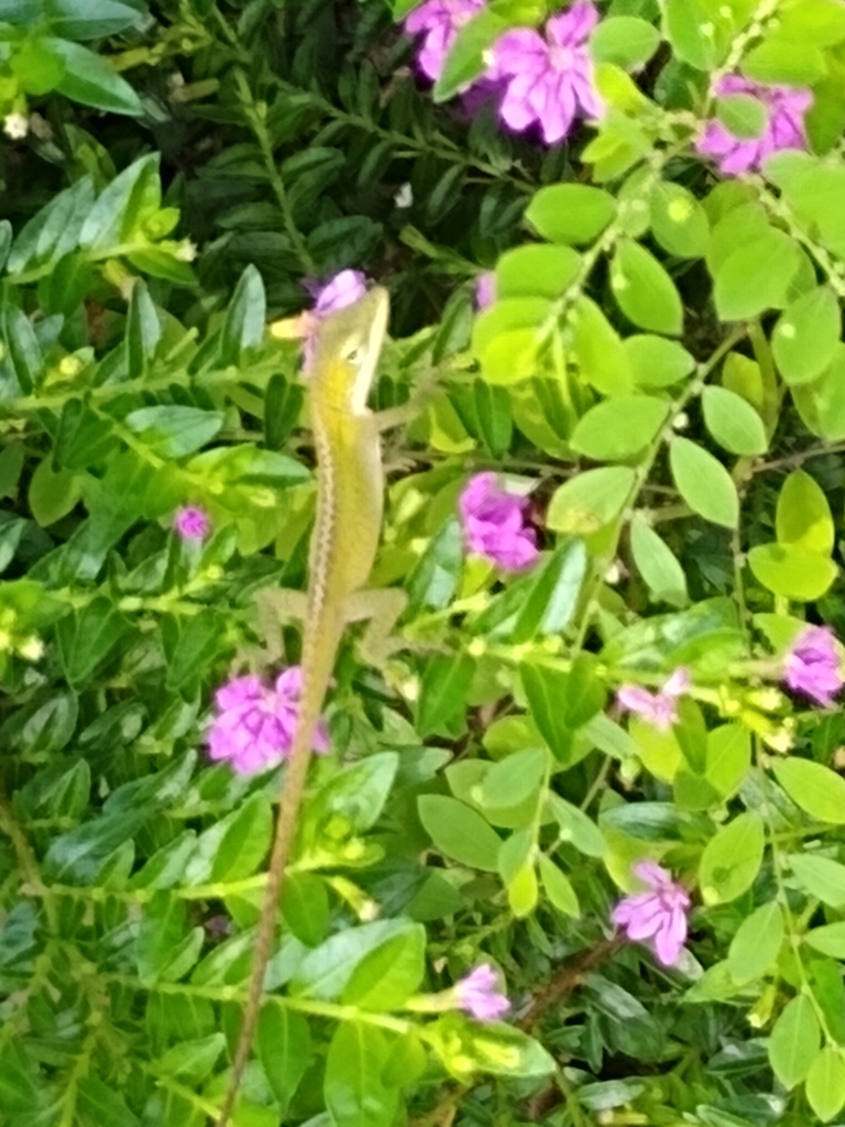 Green Anole from Jefferson County, US-TX, US on July 09, 2022 at 09:57 ...