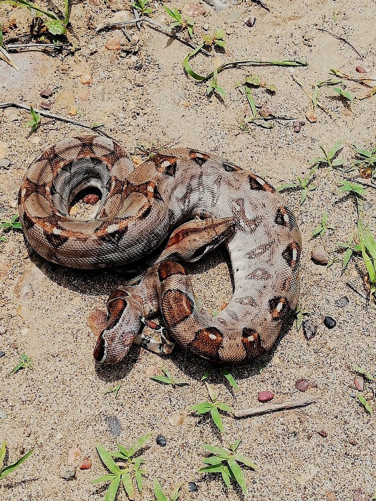 Mexican West Coast Boa Constrictor from 40801 Petacalco, Gro., México ...