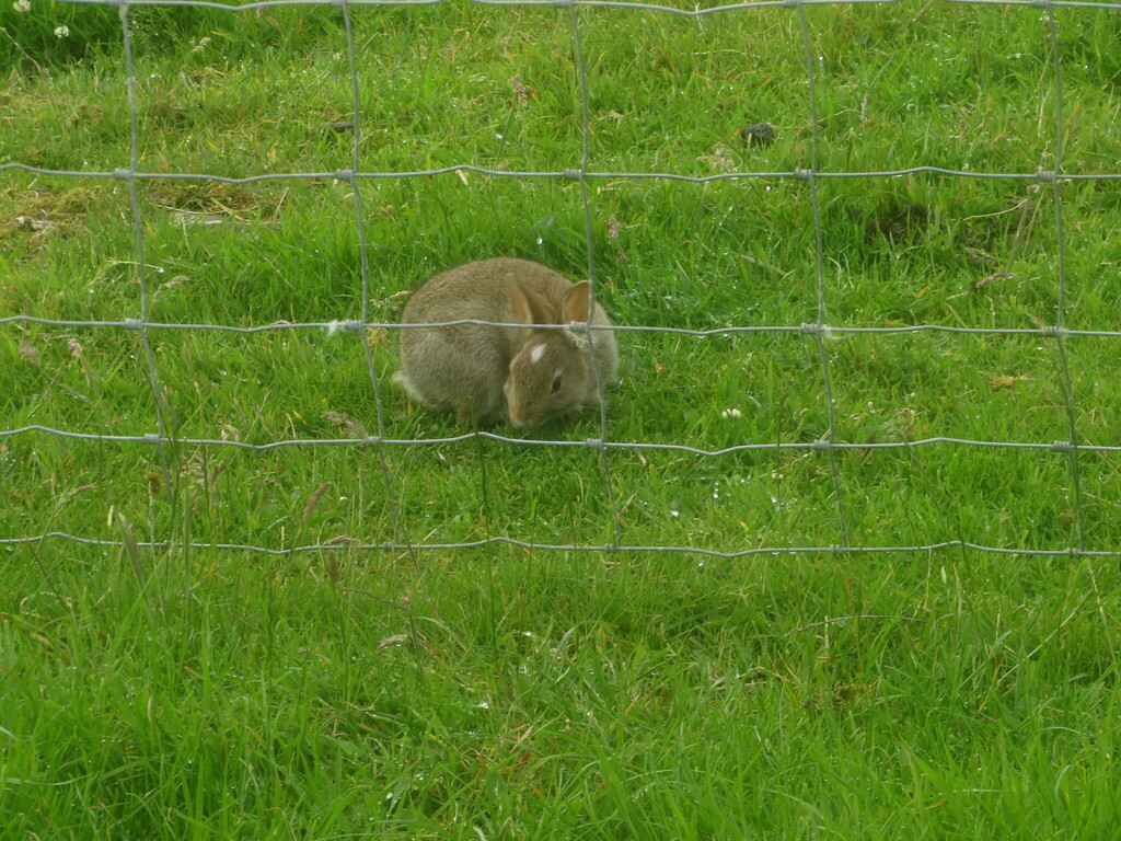 European Rabbit in July 2022 by Adam Fraser · iNaturalist