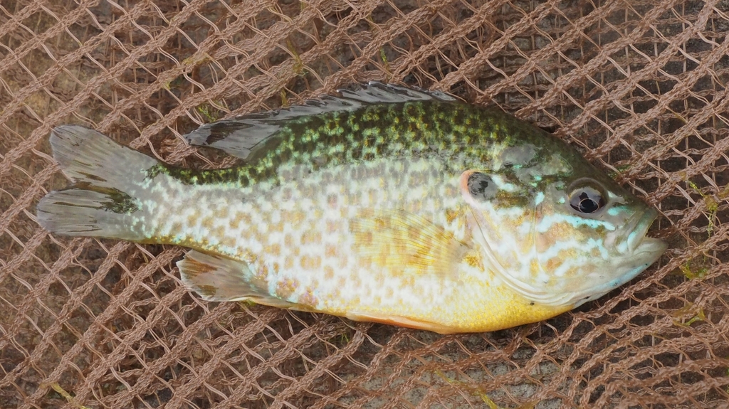 Common Sunfishes from Portage County, OH, USA on July 16, 2022 at 11:11 ...