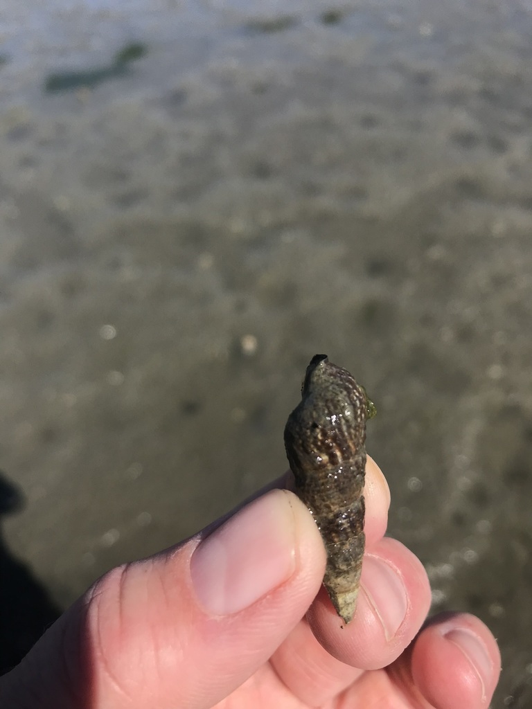 Japanese False Cerith from Skagit County, WA, USA on July 15, 2022 at ...