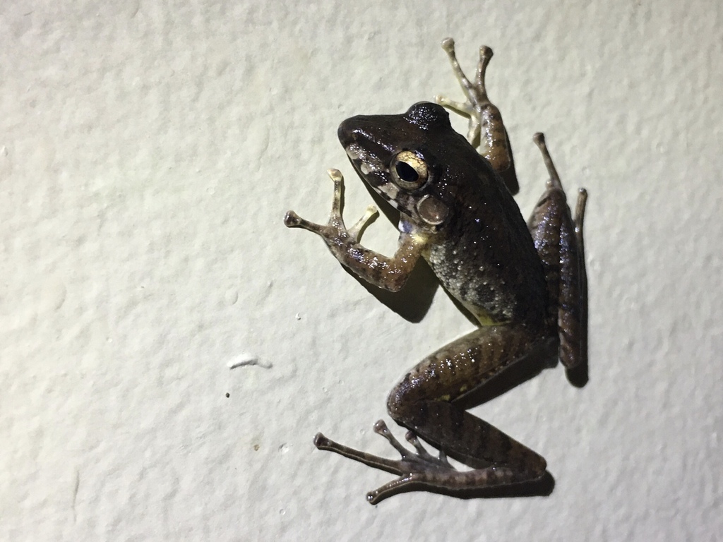 Fitzinger's Robber Frog from San Ramon, Alajuela, CR on May 1, 2022 at ...