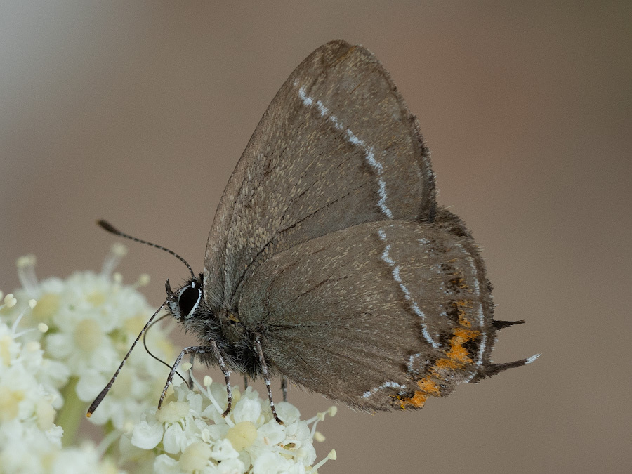 Satyrium prunoides from Октябрьский р-н, Красноярск, Красноярский край ...