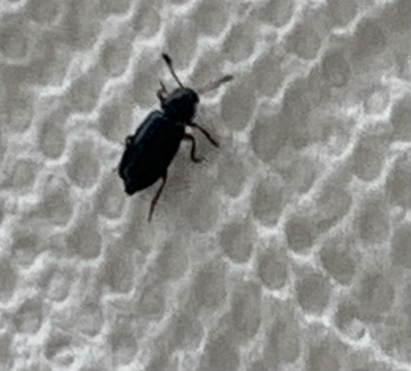 Beetles from Manhattan, New York, NY, US on July 16, 2022 at 12:25 PM ...