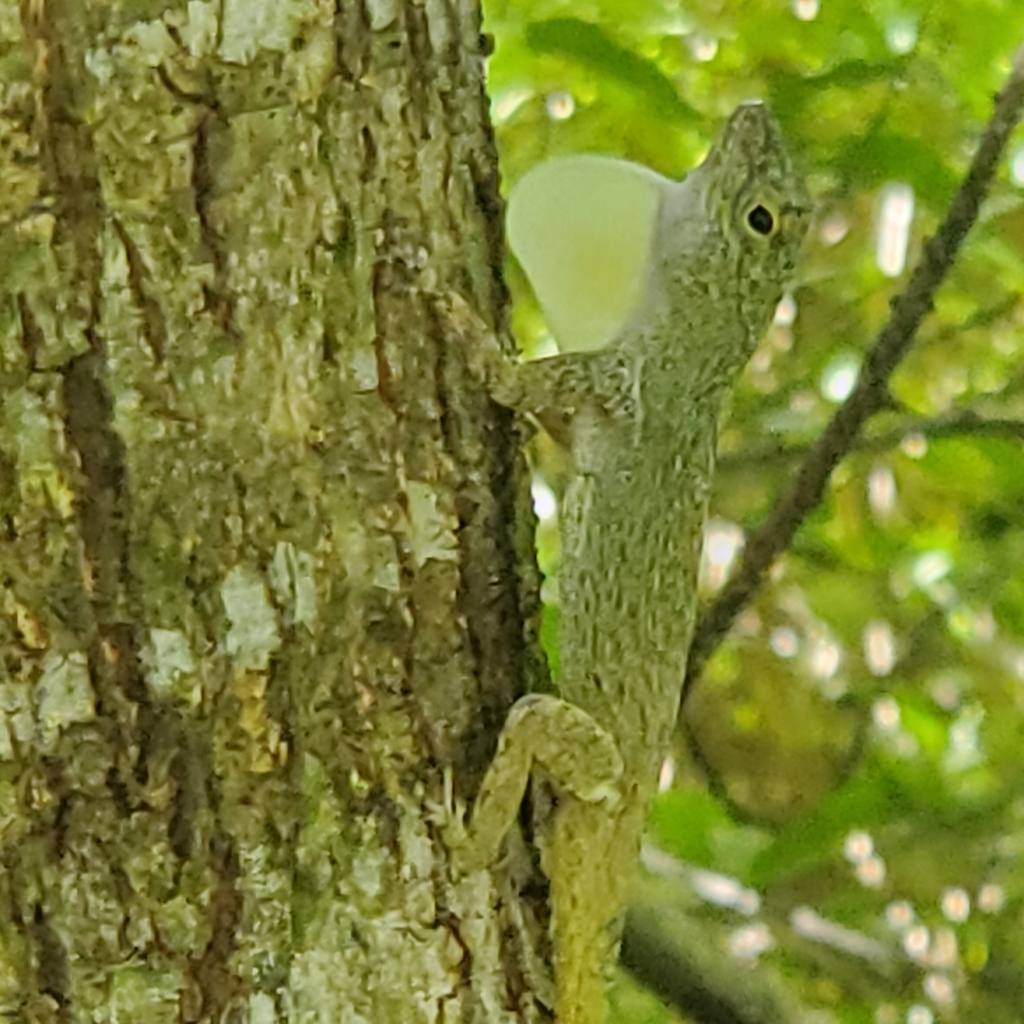 Bark Anole from Coral Springs, FL 33067, USA on July 16, 2022 at 12:28 ...