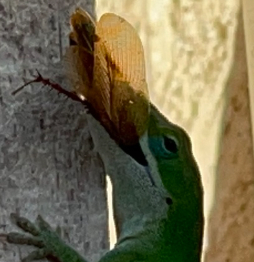 Insects from Pascagoula, MS, USA on July 16, 2022 at 11:35 AM by ...