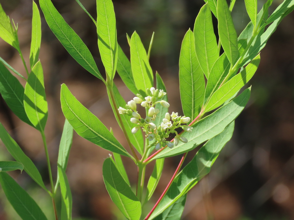 hemp dogbane from Contra Costa County, CA, USA on July 14, 2022 at 10: ...