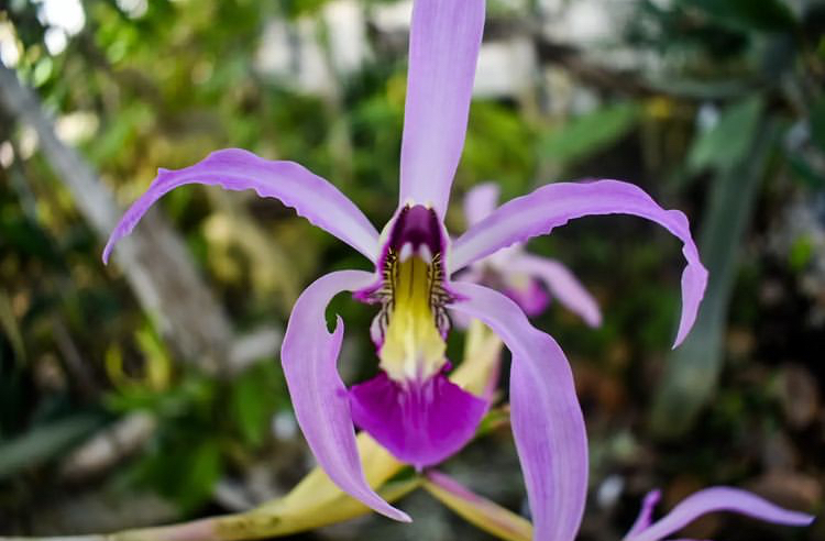 Laelia superbiens in December 2021 by Jennifer L. Brandt · iNaturalist