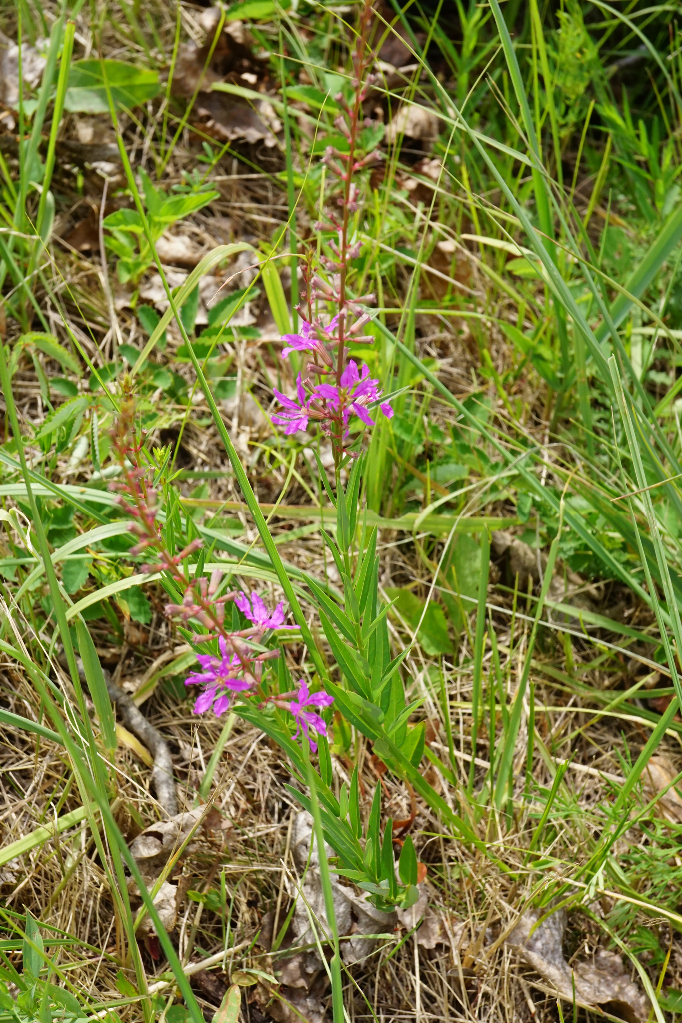 Lythrum virgatum L.