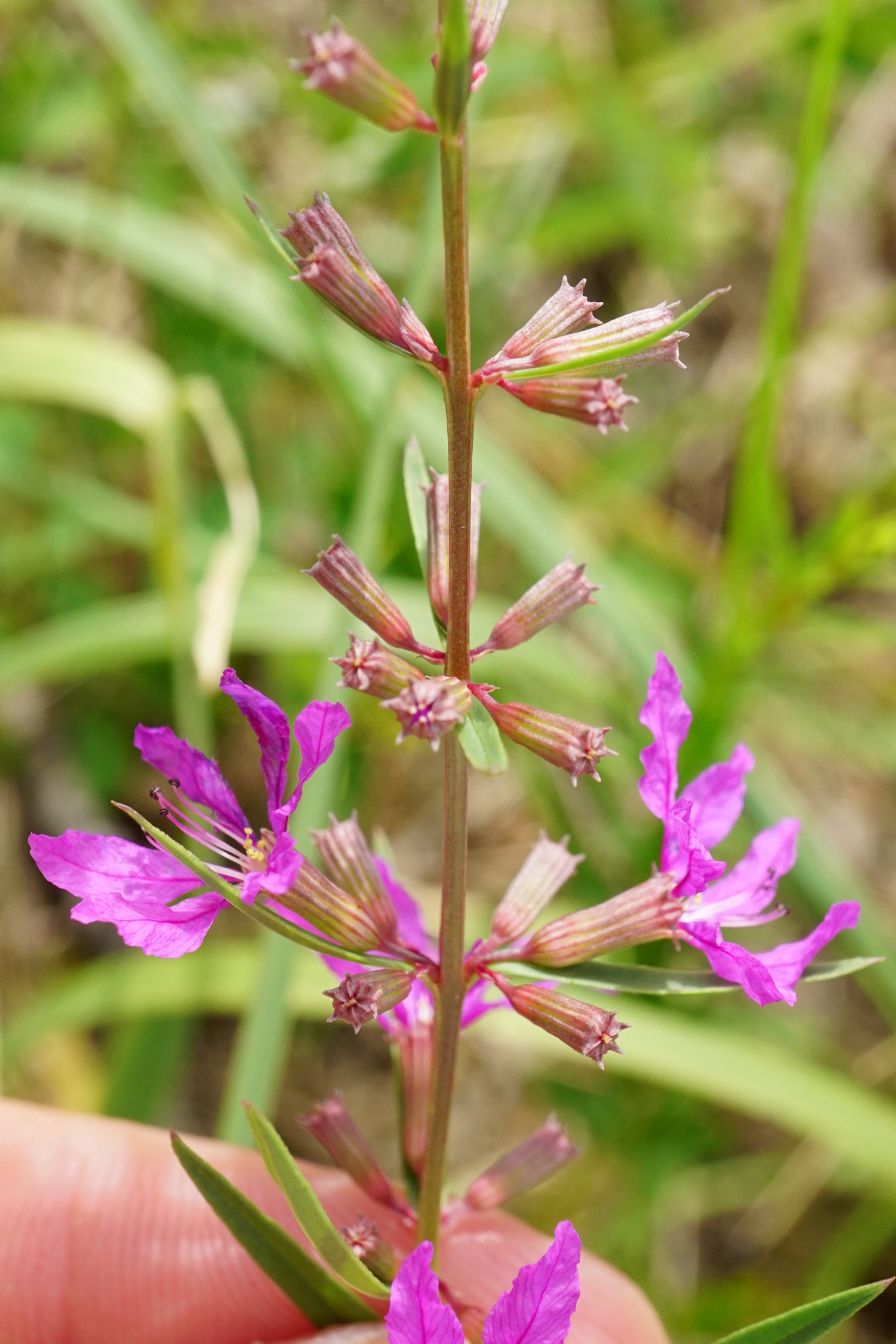 Lythrum virgatum L.