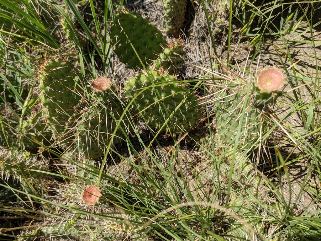 Plains Pricklypear from Boicourt Overlook Trail on July 12, 2022 at 11: ...