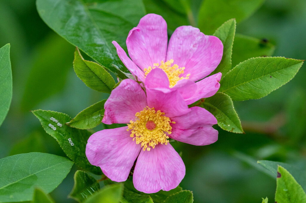 swamp rose from Holmes County, OH, USA on July 14, 2022 at 09:21 AM by ...