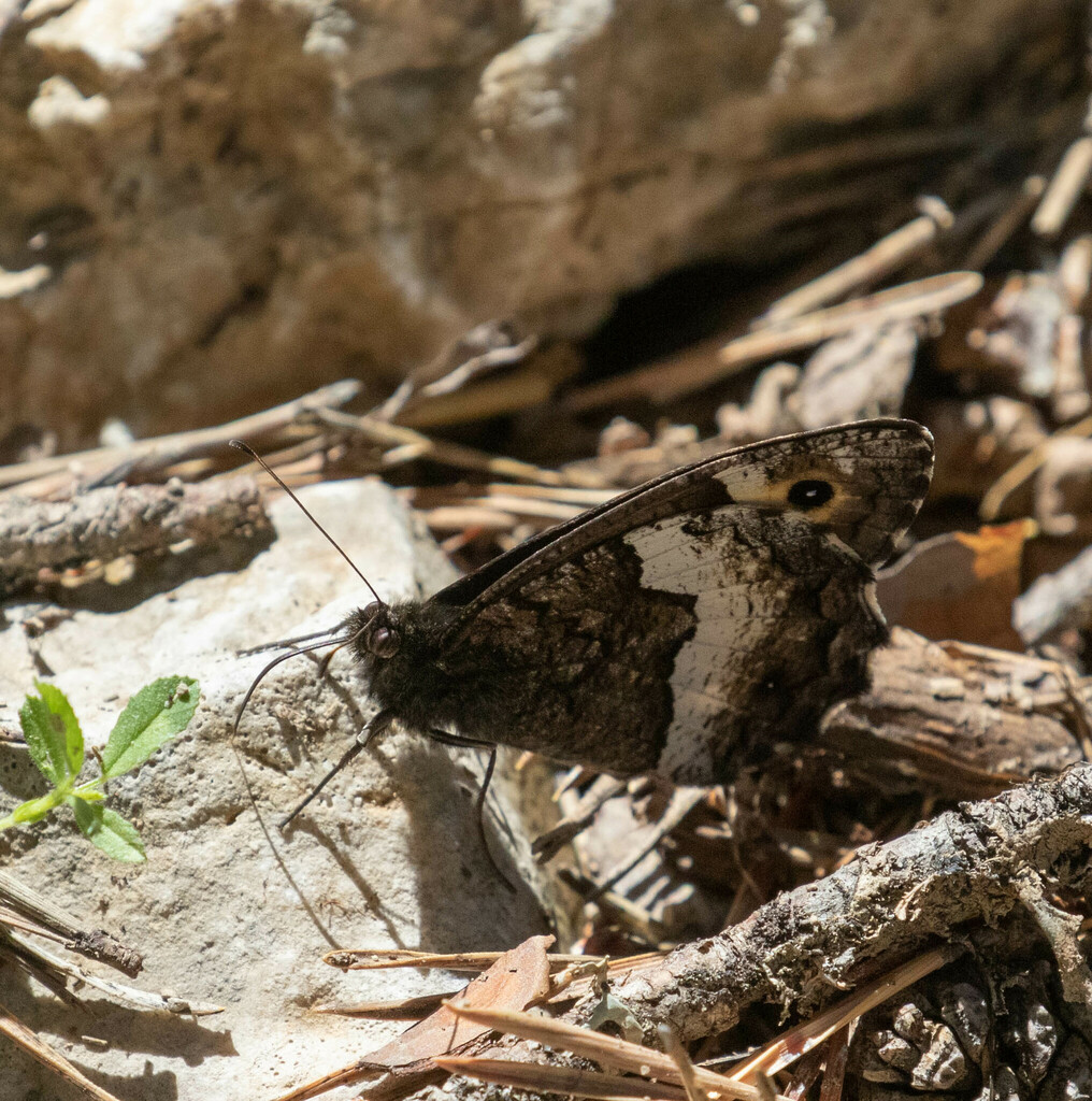 Hipparchia from Alpes-Maritimes, Provence-Alpes-Côte d'Azur, France on ...
