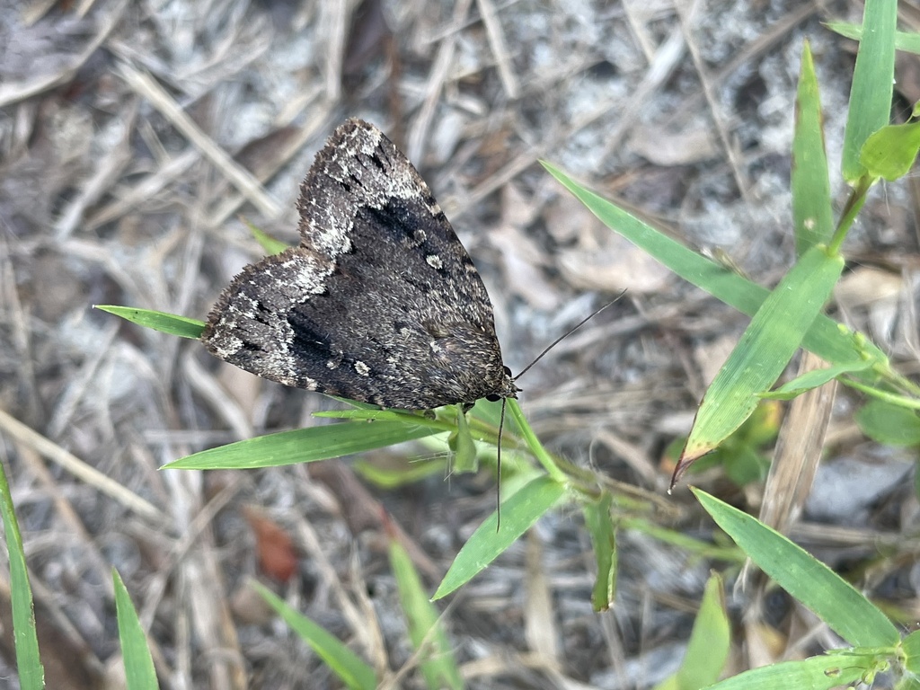 American Copper Underwing from Snow Hill, MD, US on July 16, 2022 at 10 ...