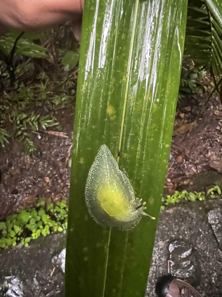 Puerto Rican Semi-slug from Puerto Rico on July 02, 2022 at 01:09 PM by ...