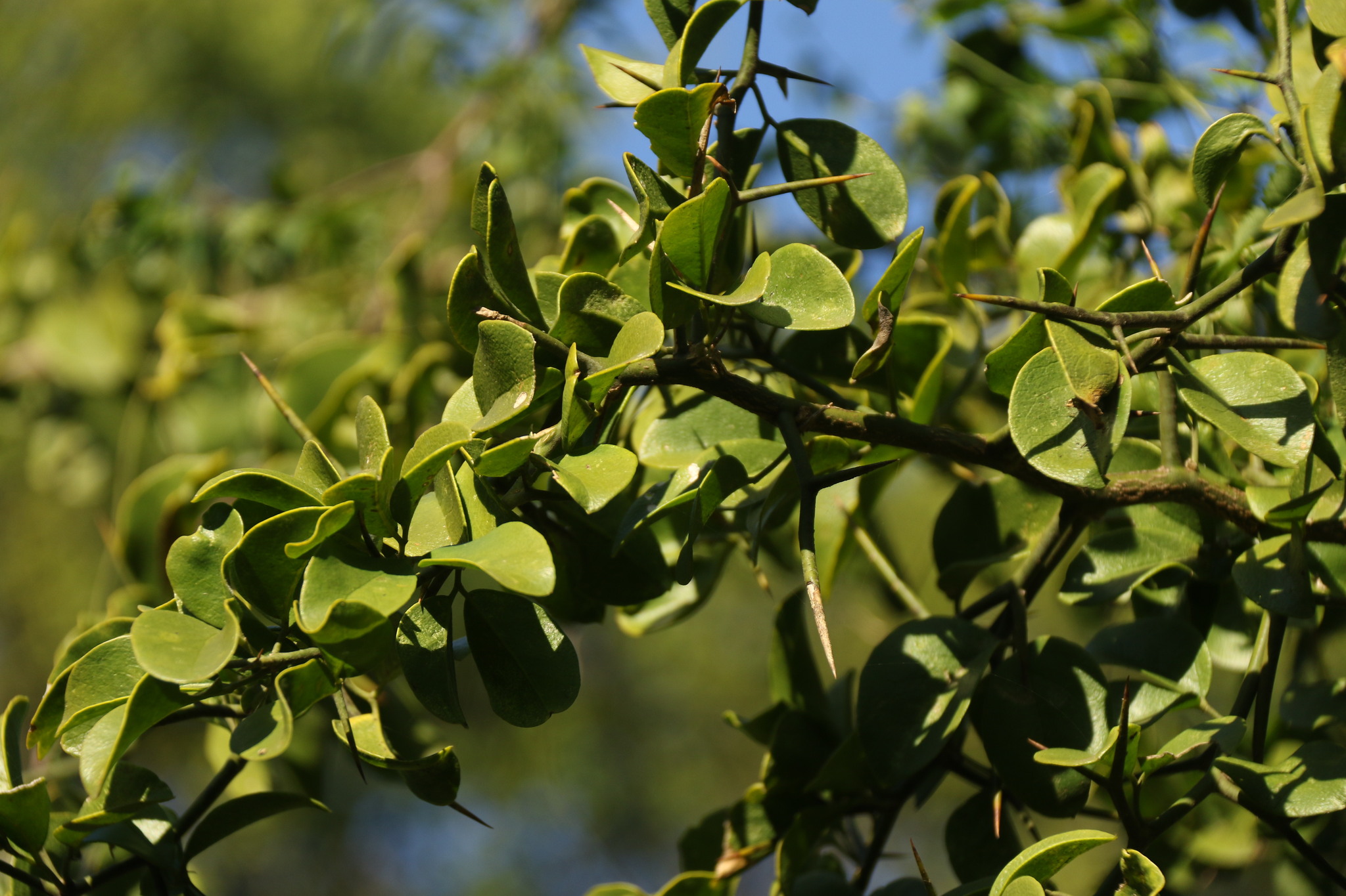 Balanites maughamii Sprague