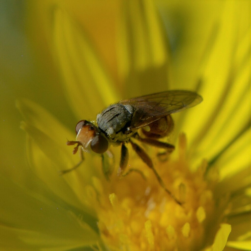 Zodion in July 2022 by Elliott Gordon · iNaturalist