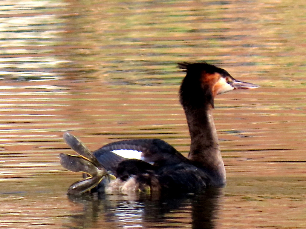 African Great Crested Grebe from Lakeside, Cape Town, 7945, South ...