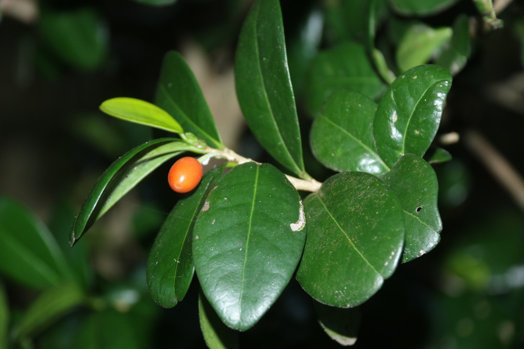 African cocatree from Sodwana Bay National Park, 3974, South Africa on ...
