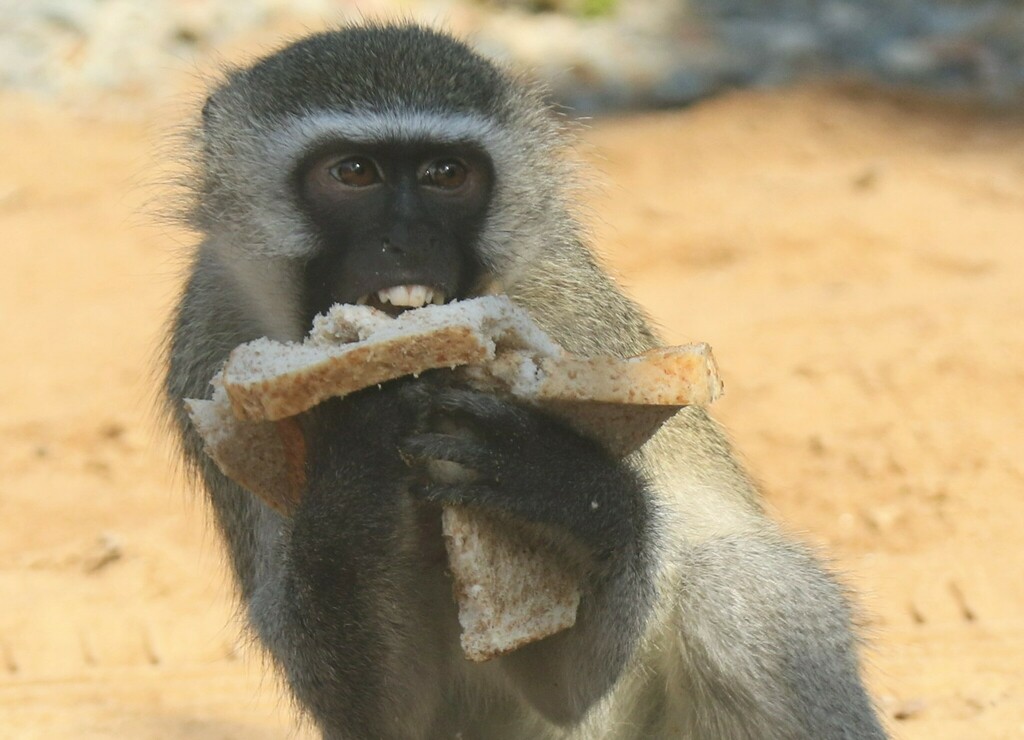 Southern Vervet Monkey from Thungwini, South Africa on July 05, 2022 at ...