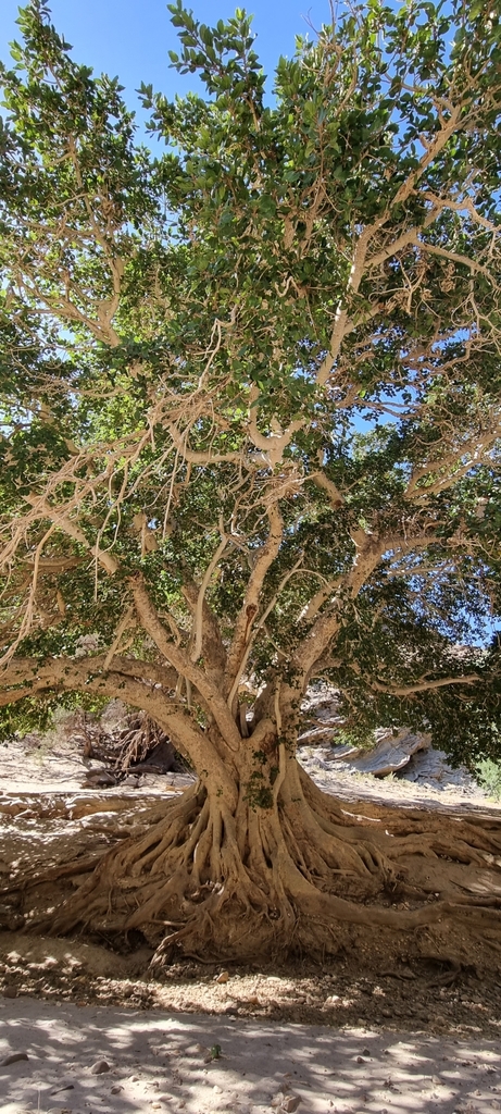 sycamore fig (Ficus sycomorus) - Botanical Realm