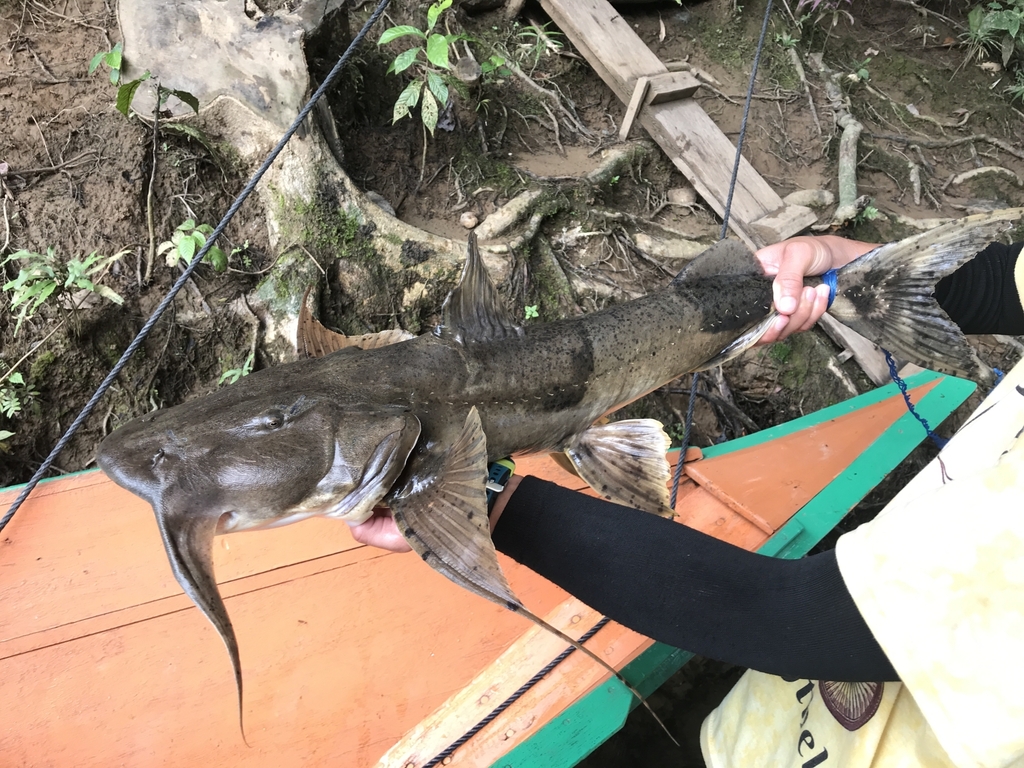 Bagarius lica in July 2022 by Alfonsus Toribio Eko Saputro · iNaturalist