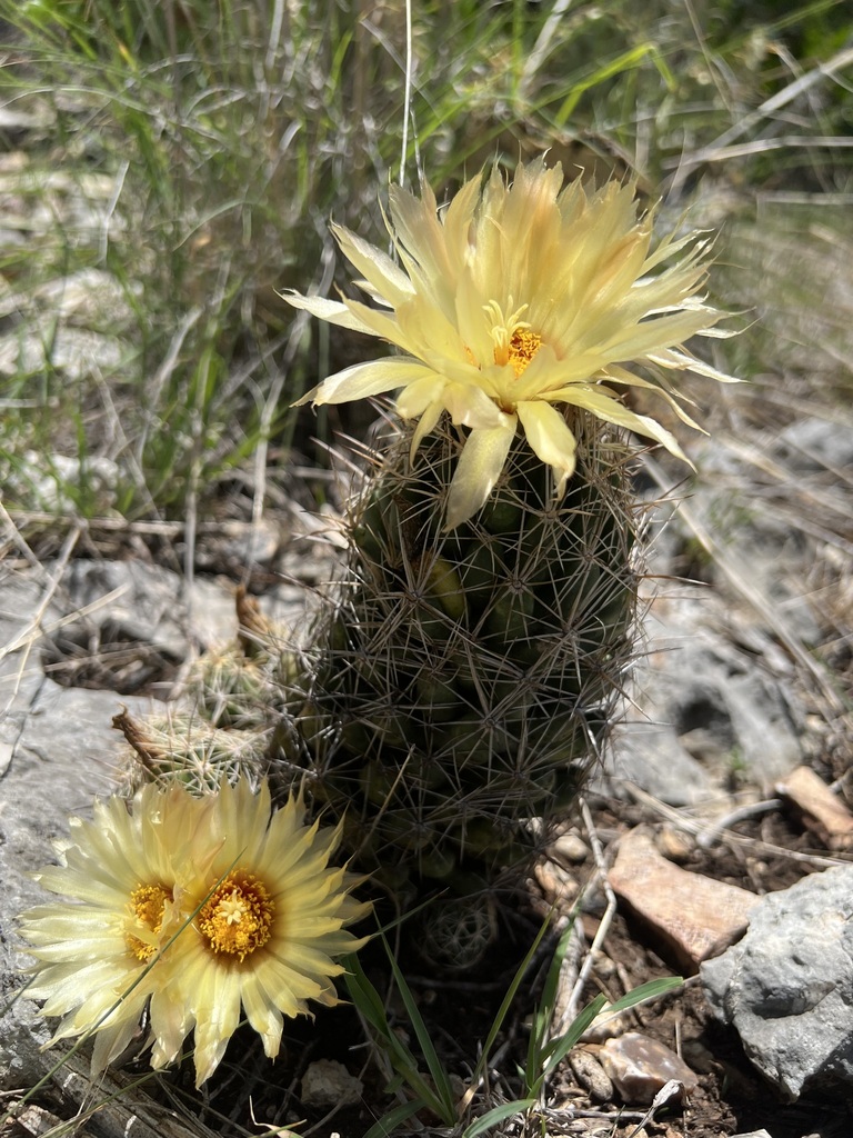 Biznaga partida elegante desde Edwards County, TX, USA el 05 de julio ...