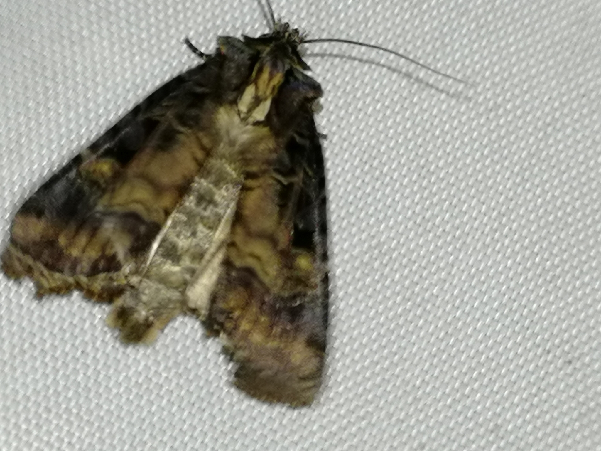 Opigena polygona (Denis & Schiffermüller), 1775