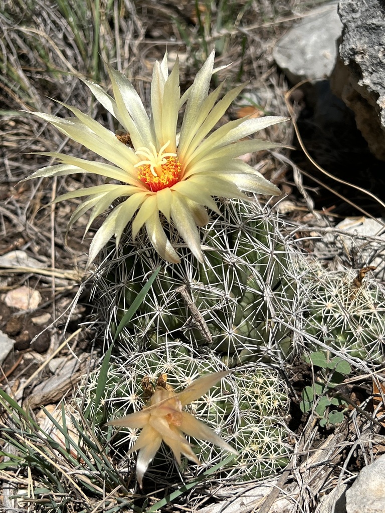 Grooved nipple cactus from Edwards County, TX, USA on July 5, 2022 at ...