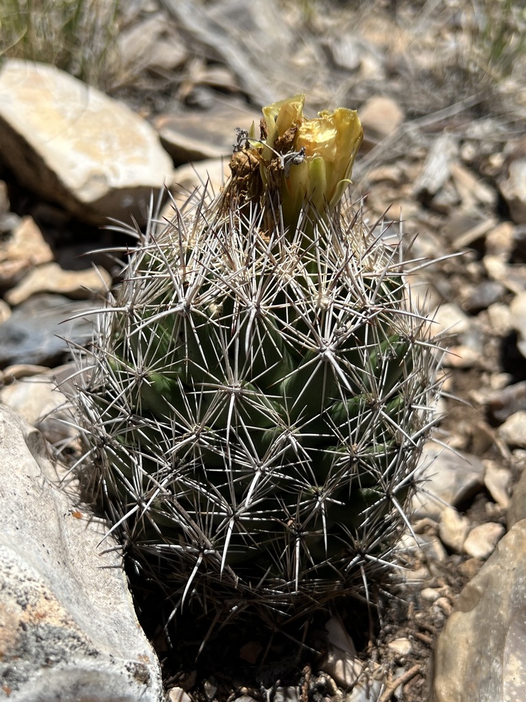 Grooved nipple cactus from Edwards County, TX, USA on July 6, 2022 at ...