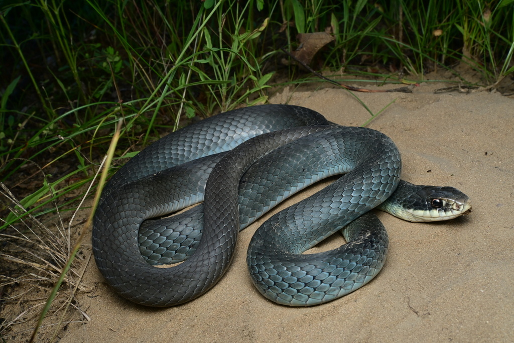 Blue Racer in July 2022 by geomamba · iNaturalist