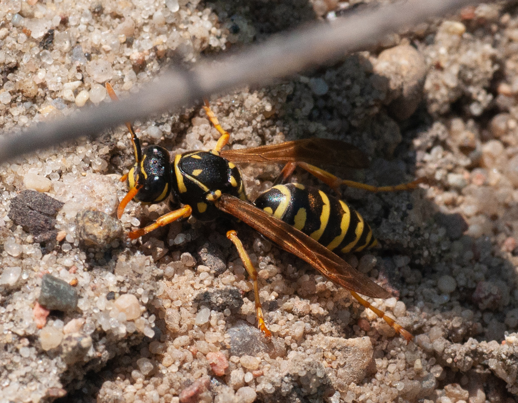 European Paper Wasp from Widzew, Łódź, Poland on June 03, 2022 at 01:24 ...