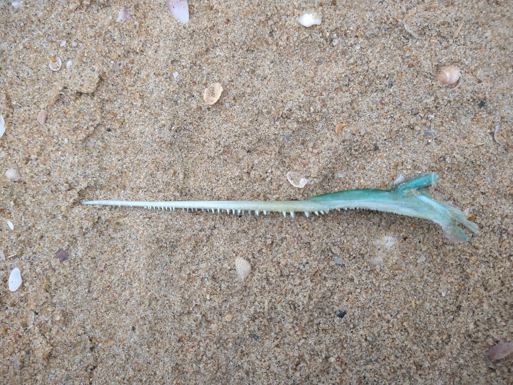 Needlefishes from ECR Beach on July 10, 2022 at 03:46 PM by Jessica ...