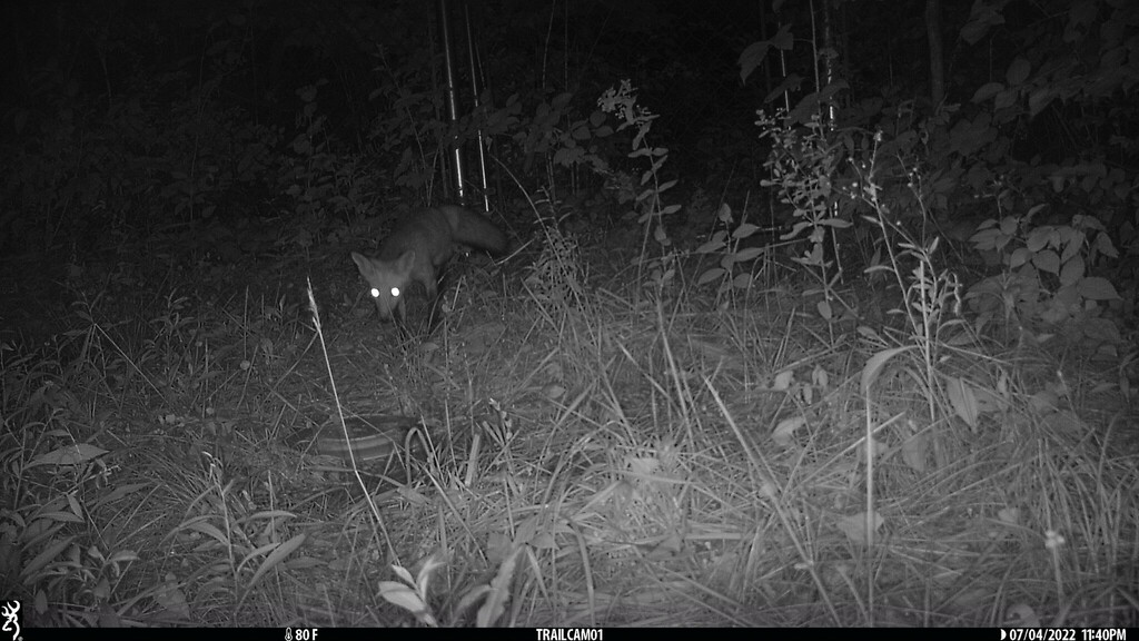 Red Fox from Boone, Missouri, United States on July 04, 2022 at 11:40 ...