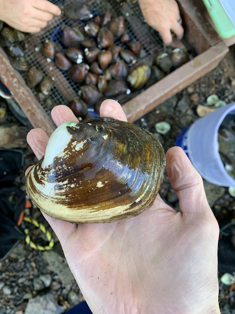 Plain Pocketbook in July 2022 by calebknerr · iNaturalist