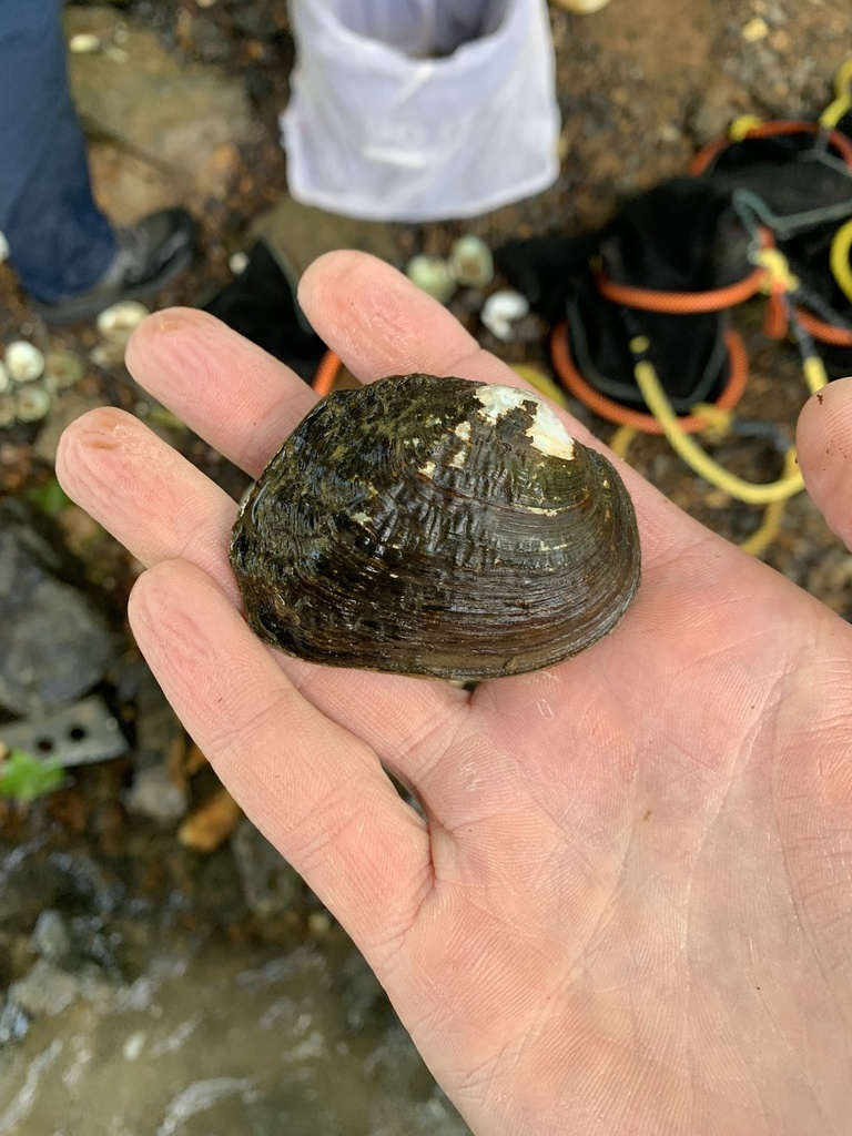 Rock-pocketbook in July 2022 by calebknerr · iNaturalist