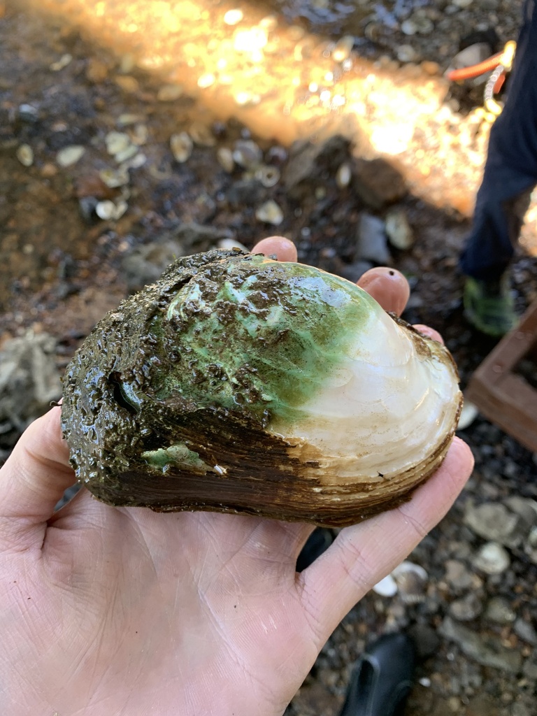 Mucket in July 2022 by calebknerr · iNaturalist