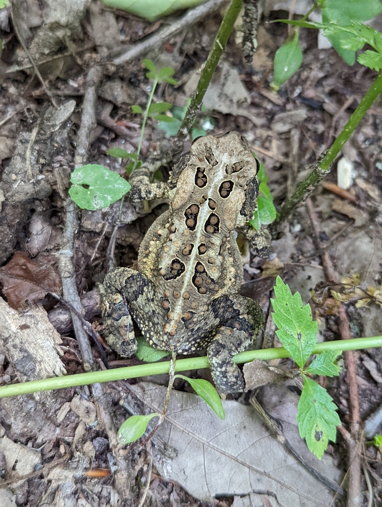 Fowler's Toad from Charlestown Township, IN, USA on July 16, 2022 at 02 ...