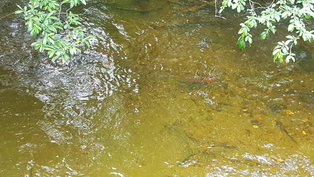 Sockeye Salmon from Glacier Spur Rd, Juneau, AK 99801, USA on July 16 ...